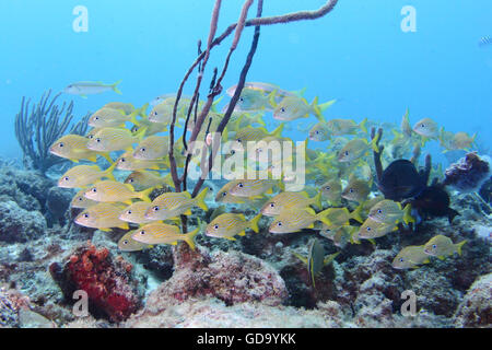 Tropical fish at Aruba coral reef Stock Photo - Alamy