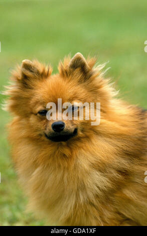 Miniature Spitz - portrait Stock Photo - Alamy