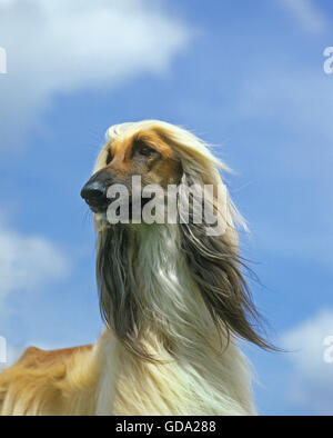 Afghan Hound, Portrait of Adult against Blue Sky Stock Photo - Alamy