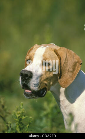 English pointer dog head portrait Stock Photo - Alamy