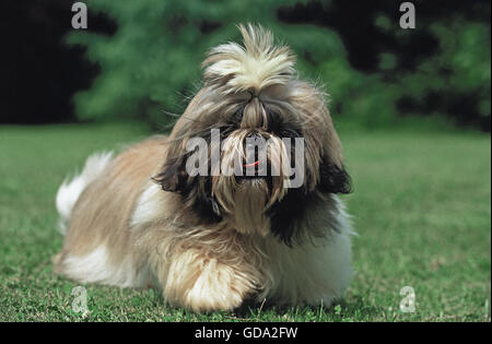 Shih Tzu. Adult dog standing. Studio picture against a blue background ...
