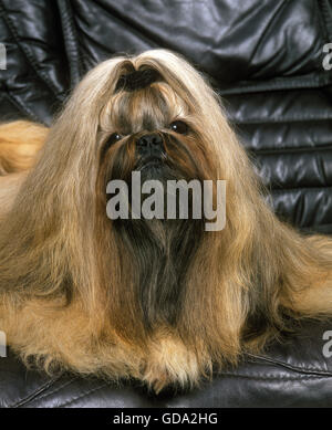 Shih Tzu Dog / adult lying in a park Stock Photo - Alamy