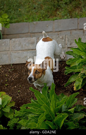 A vertical shot of a jack Russell terrier dog sitting on the sofa ...