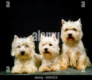 A West Highland White Terrier is lying on the sandy beach by the sea ...