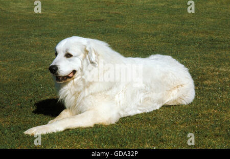 GREAT PYRENEES DOG OR PYRENEAN MOUNTAIN DOG, ADULT SITTING ON GRASS ...