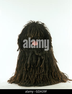 Hungarian Puli Dog, Adult sitting against White Background Stock Photo ...