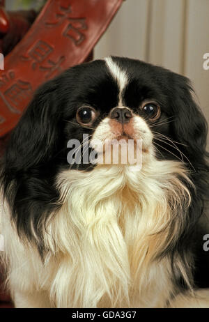 dog Japanese Chin / Japanese spaniel adult portrait Stock Photo - Alamy