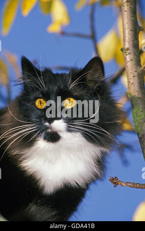 Skogkatt domestic cat, portrait of adult against black background Stock ...