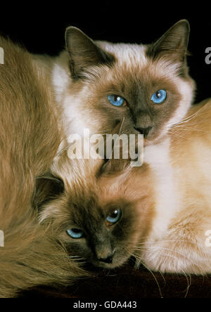 Birmanese Domestic Cat Stock Photo - Alamy
