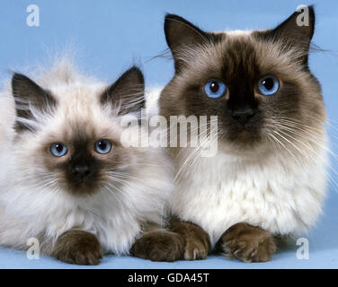 Sacred Birman kitten Stock Photo - Alamy