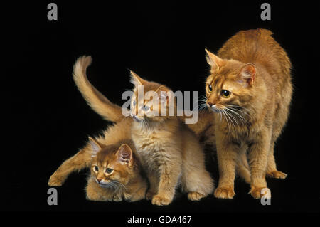 Red Somali Domestic Cat, Female with Kitten against Black Background ...