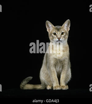 Blue Abyssinian Domestic Cat sitting against Black Background Stock ...