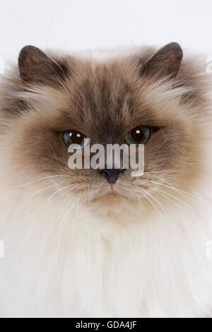 Blue Birmanese Domestic Cat, Portrait of Adult against White Background ...