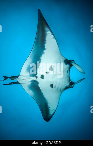 Reef manta ray (Manta alfredi), Cocos Island, Costa Rica, Pacific Stock ...