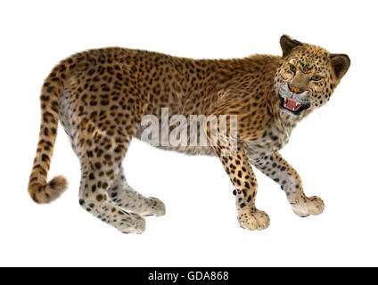 3D rendering of a big cat leopard isolated on white background Stock ...