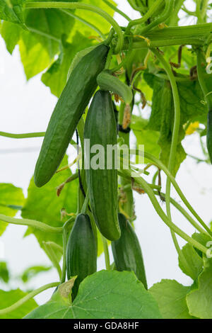 Fresh cucumber growing on tree ready for harvest Stock Photo - Alamy