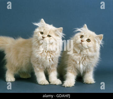 Persian cat, kitten, cream Stock Photo - Alamy