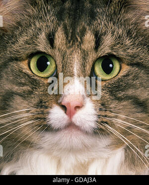 Brown tabby cat close-up portrait looking straight at camera with green ...