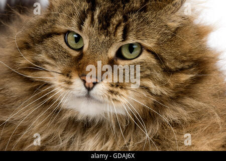 Angora Domestic Cat, Portrait of Male with Tongue out against White ...