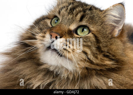 Angora Domestic Cat, Portrait of Male with Tongue out against White ...