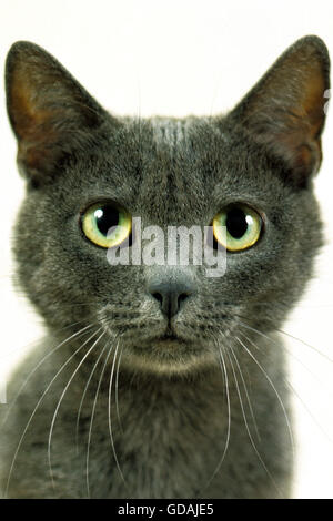 russian blue portrait Stock Photo - Alamy