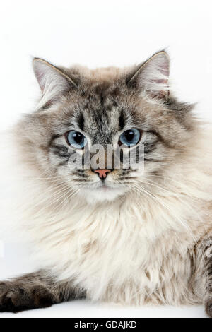 Neva Masquarade, tomcat, seal-tabby-point / Siberian Forest Cat ...