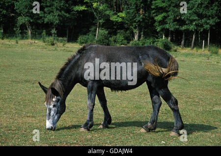 Mule, Crossbreed of a Male Donkey and a Female Horse Stock Photo - Alamy