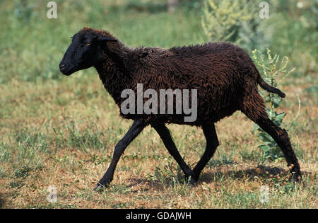 KARAKUL SHEEP, BREED PRODUCING ASTRAKHAN, FEMALE Stock Photo - Alamy