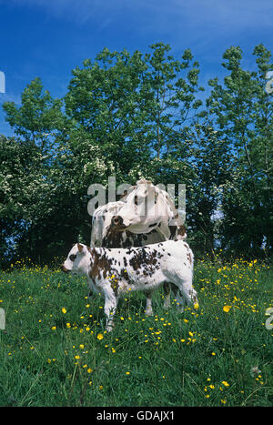 NORMANDY COW, FEMALE WITH CALF , NORMANDY IN FRANCE Stock Photo - Alamy
