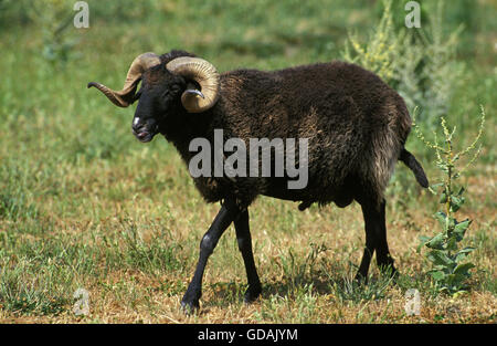 Karakul Sheep, Breed Producing Astrakan, Ram Stock Photo - Alamy