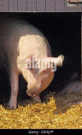 Pig in the pigsty Stock Photo - Alamy