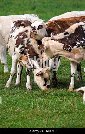 Vertical shot of a cattle grazing in the mountains Stock Photo - Alamy