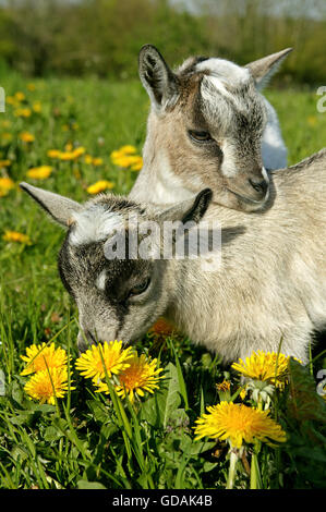 Young Goat, 4 months, standing in front of white background Stock Photo ...