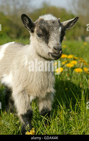 Young Goat, 4 months, standing in front of white background Stock Photo ...