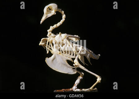 Skeleton of a pigeon Stock Photo - Alamy