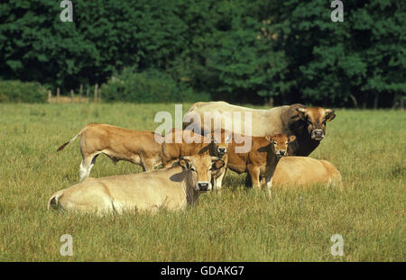 Parthenaise Cattle, a French Breed, Herd with Bull, Cows and Calf Stock ...