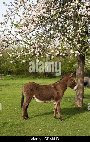 A vertical shot of a blooming tree by the side of the road Stock Photo ...