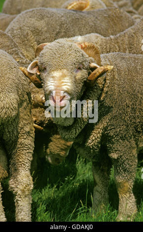 Merino Sheep, Ram Stock Photo - Alamy