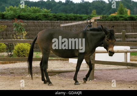 Hinny, Crossbreed of Horse and Jenny Stock Photo - Alamy