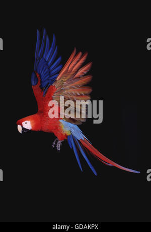 Red-and-green macaw (Ara chloroptera), animal portrait, captive, Hesse ...