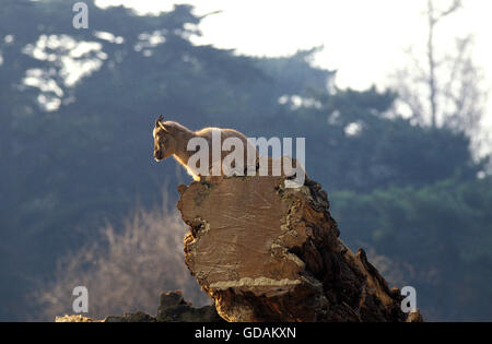 Rove Goat, a Domestic Breed from the South East of France Stock Photo ...