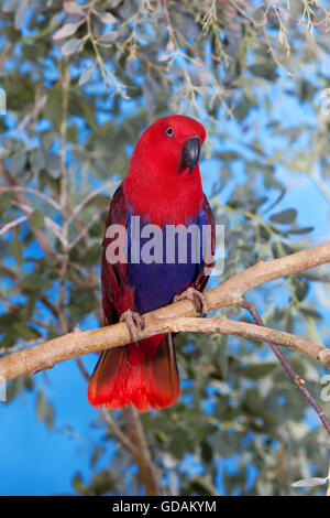 ECLECTUS PARROT eclectus roratus, FEMALE ON BRANCH Stock Photo - Alamy