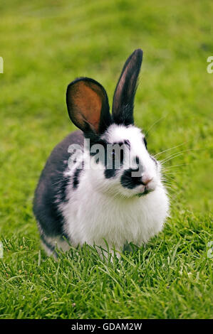 French Domestic Rabbit called Geant Papillon Francais Stock Photo - Alamy