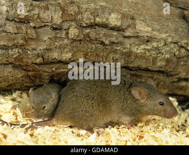 house mouse (Mus musculus), juvenile house mice leaving the nest for the first time, Germany ...