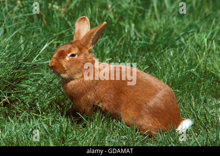 FAUVE DE BOURGOGNE RABBIT, BREED FROM BURGUNDY IN FRANCE Stock Photo ...