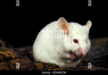 house mouse (Mus musculus), albino mouseon white subsurface, captive ...