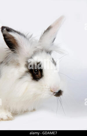 The rabbit in a white background Stock Photo - Alamy