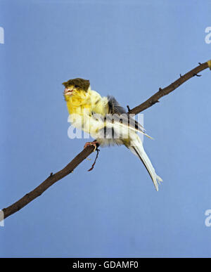 Parisian Frilled Canary, Adult on Branch Stock Photo - Alamy