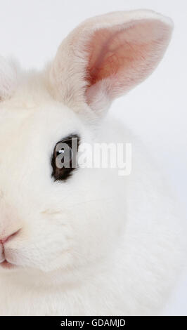 Normandy Domestic Rabbit, Close up of Nose Stock Photo - Alamy