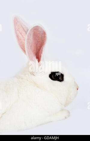 HOTOT RABBIT FROM NORMANDY IN FRANCE Stock Photo - Alamy